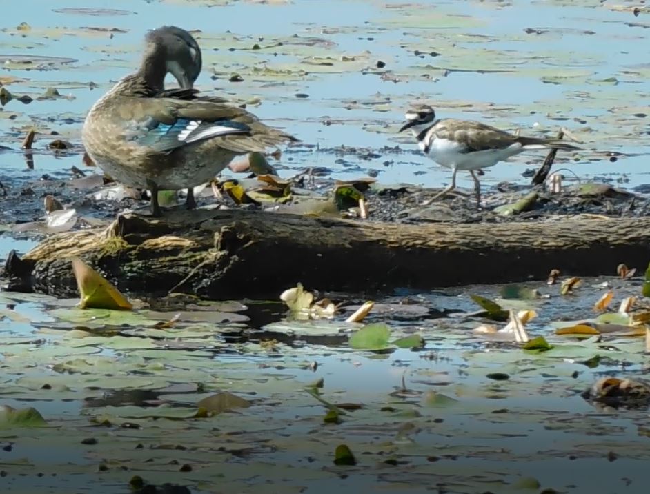Wildlife Wednesday: Killdeer