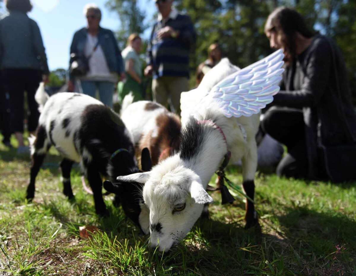 In Photos: For Rosh Hashana, Stamford Jews ‘feed their sins' to goats ...