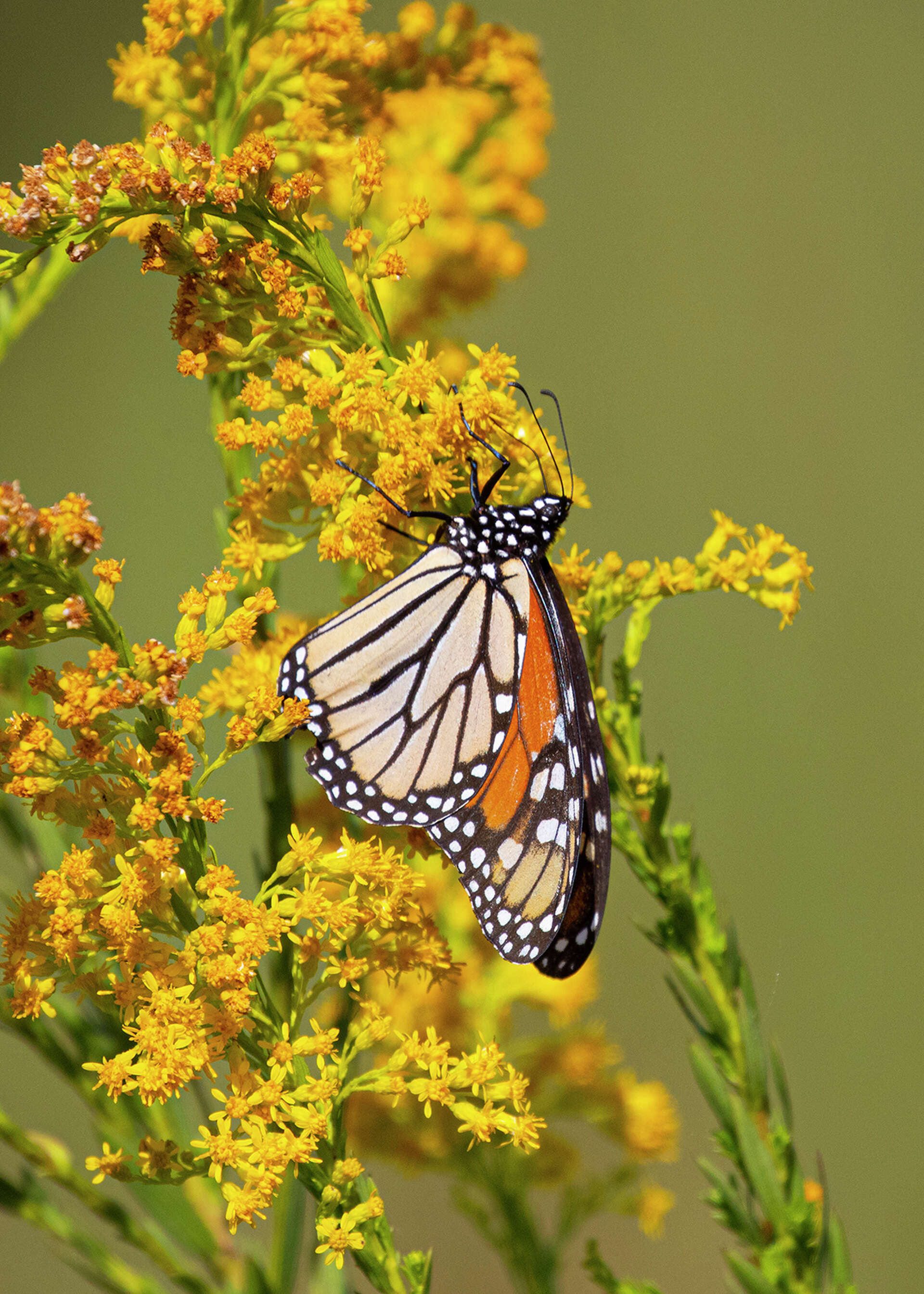 Monarch butterflies navigate through Texas via the sun and innate ...