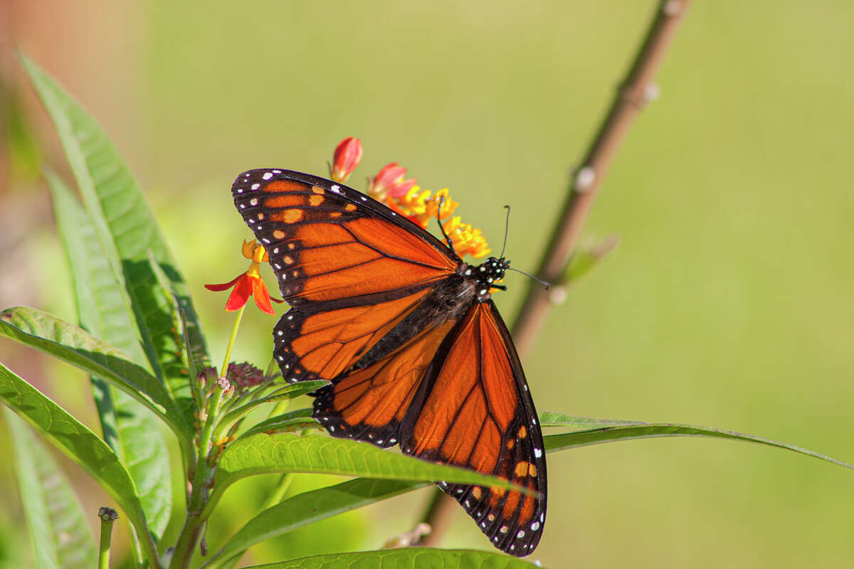 Monarch butterflies navigate through Texas via the sun and innate ...