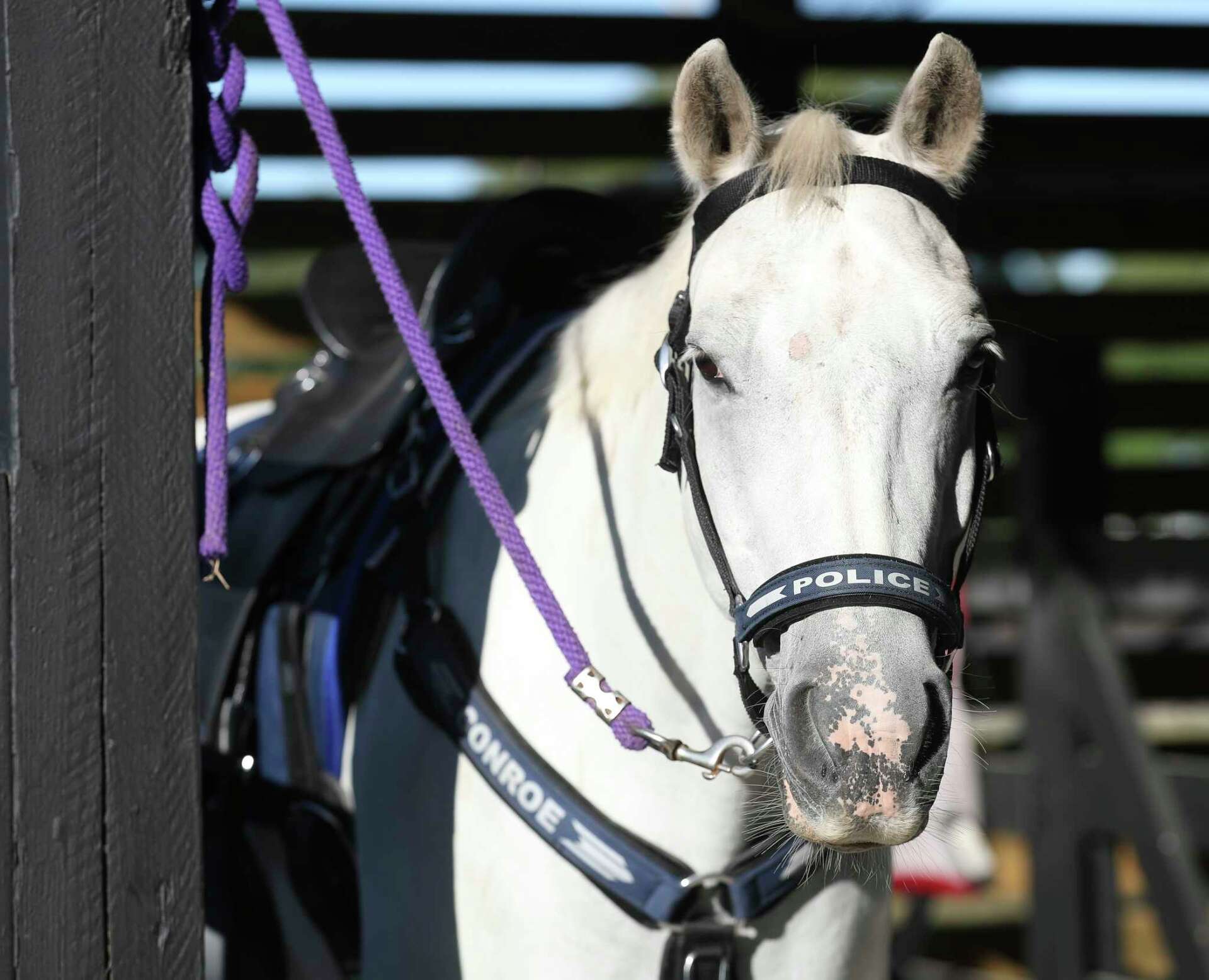 Conroe Police Department adds its first mounted patrol unit