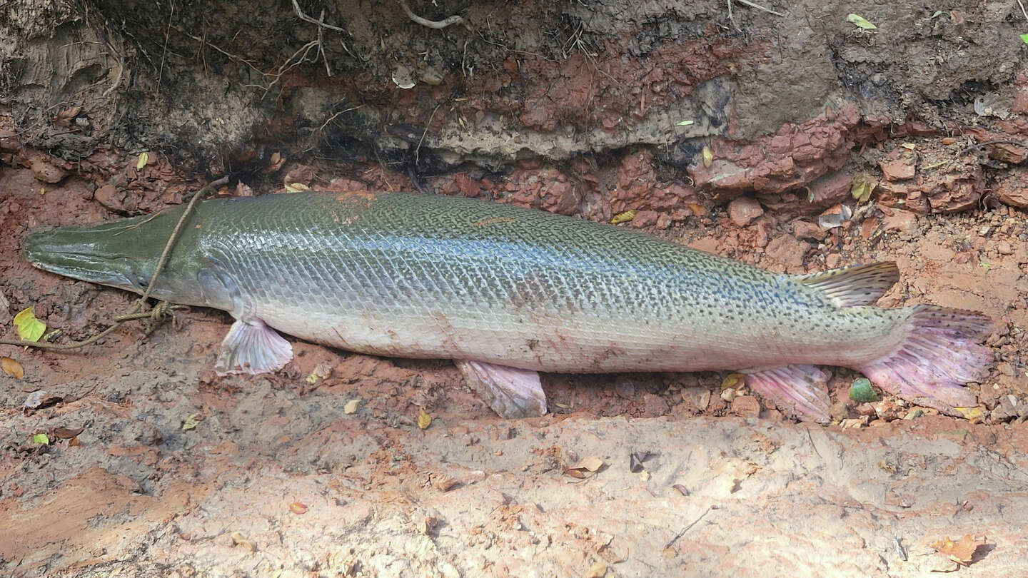 Alligator gar: Everything there is to know about the fish species