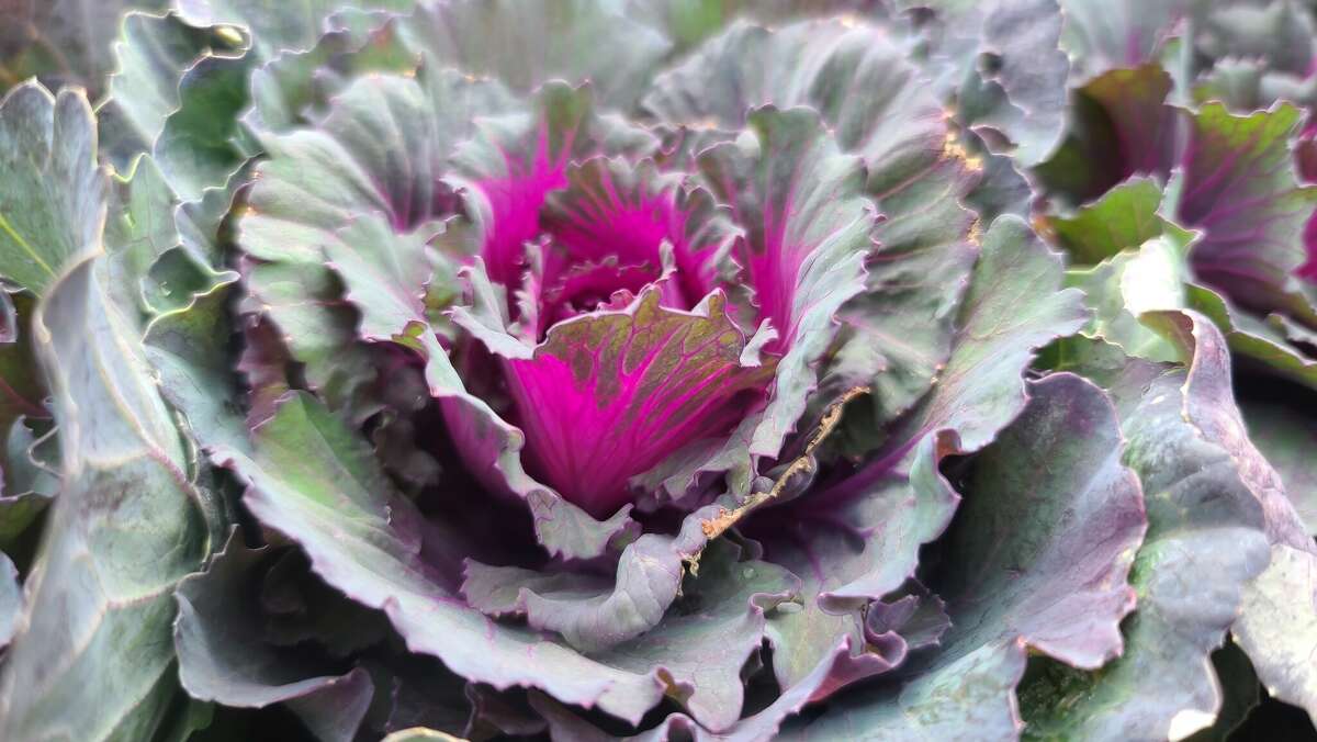 3 fall season annuals to plant now in your Houston garden