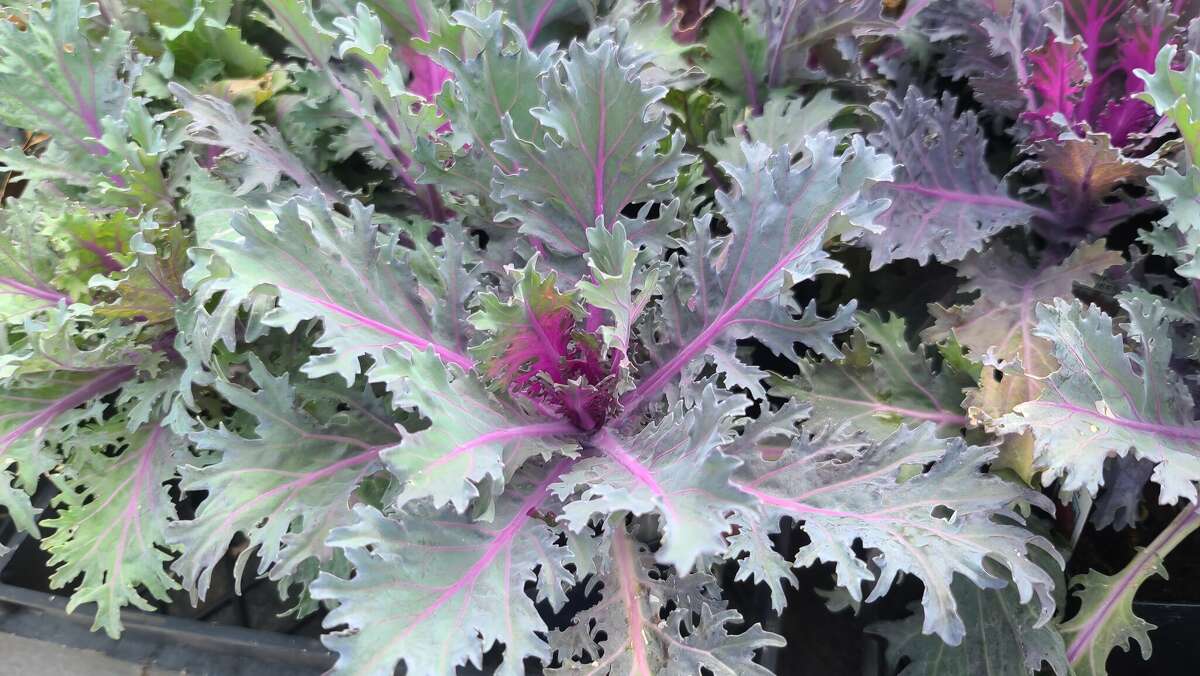 3 fall season annuals to plant now in your Houston garden