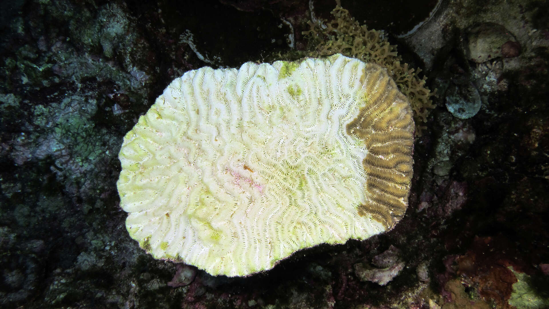 Galveston coral reefs safe from heat decimating Florida's, for now