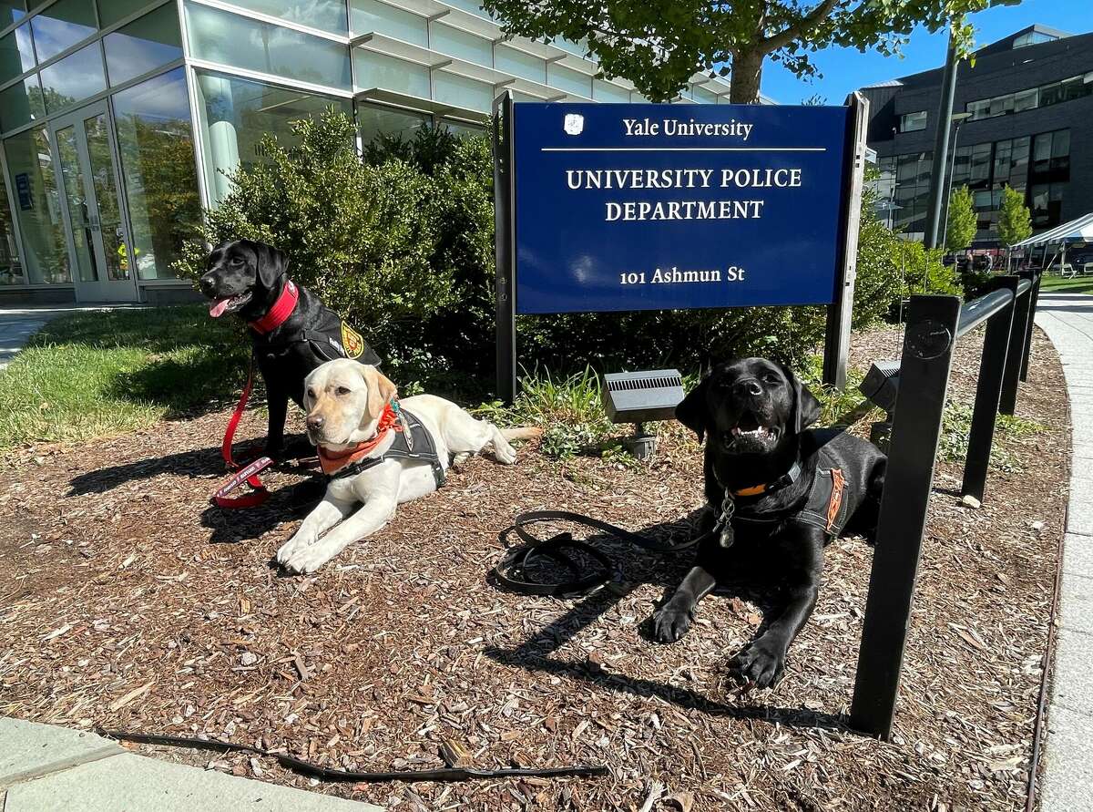 Yale police therapy dog a 'trendsetter' for law enforcement