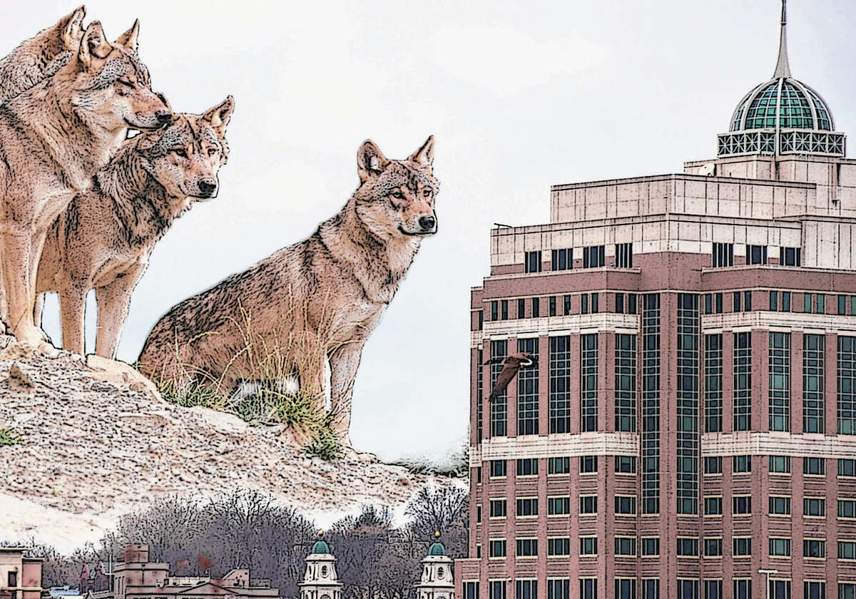 Editorial: Who’s afraid of the New York wolf?