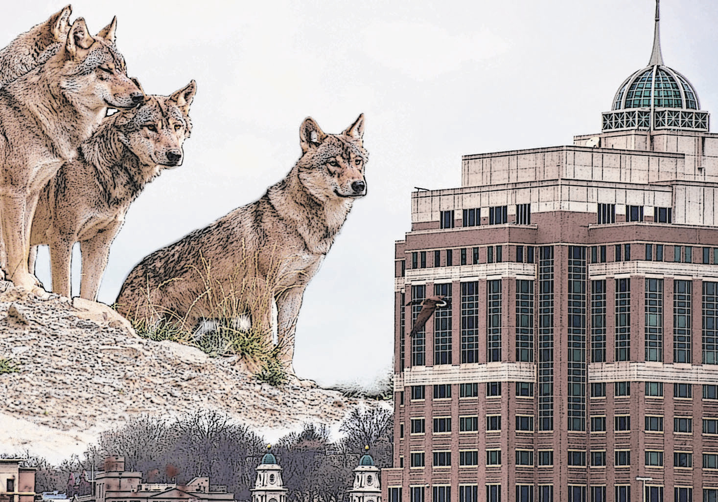 Editorial: Who’s afraid of the New York wolf?