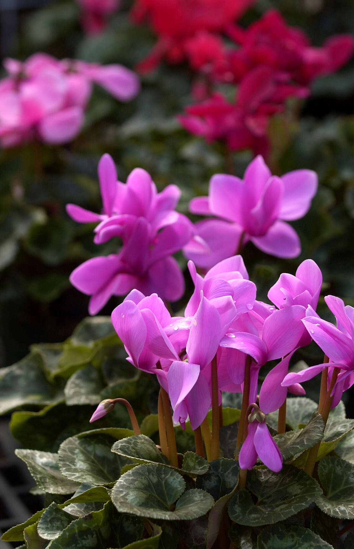 3 fall season annuals to plant now in your Houston garden