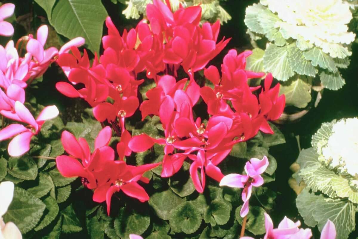 3 fall season annuals to plant now in your Houston garden