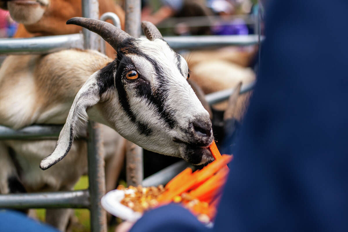 SEEN: Feeding goats and drinking floats at the library