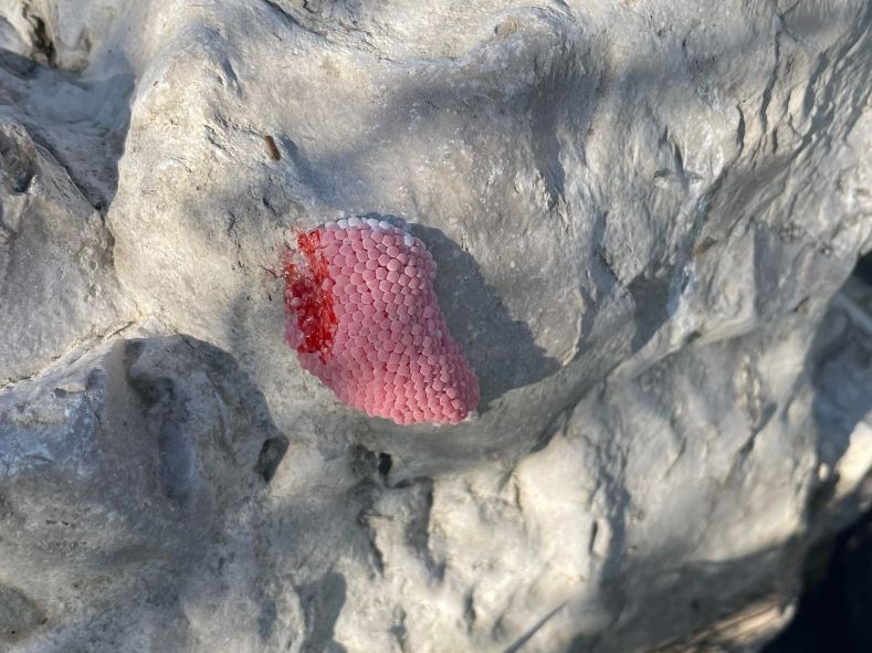 Candy-looking creature found along San Antonio River Walk