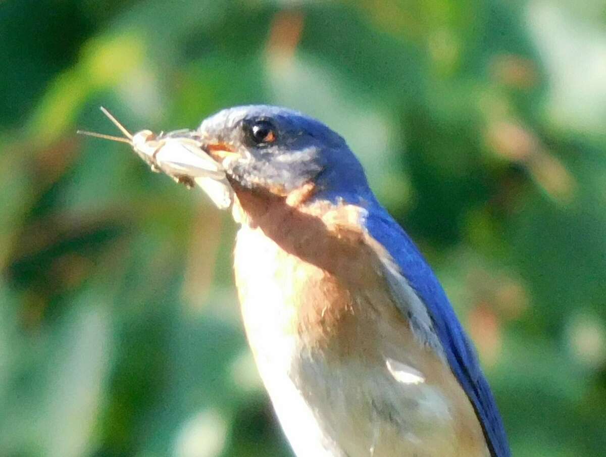 Wildlife Wednesday: Eastern bluebirds