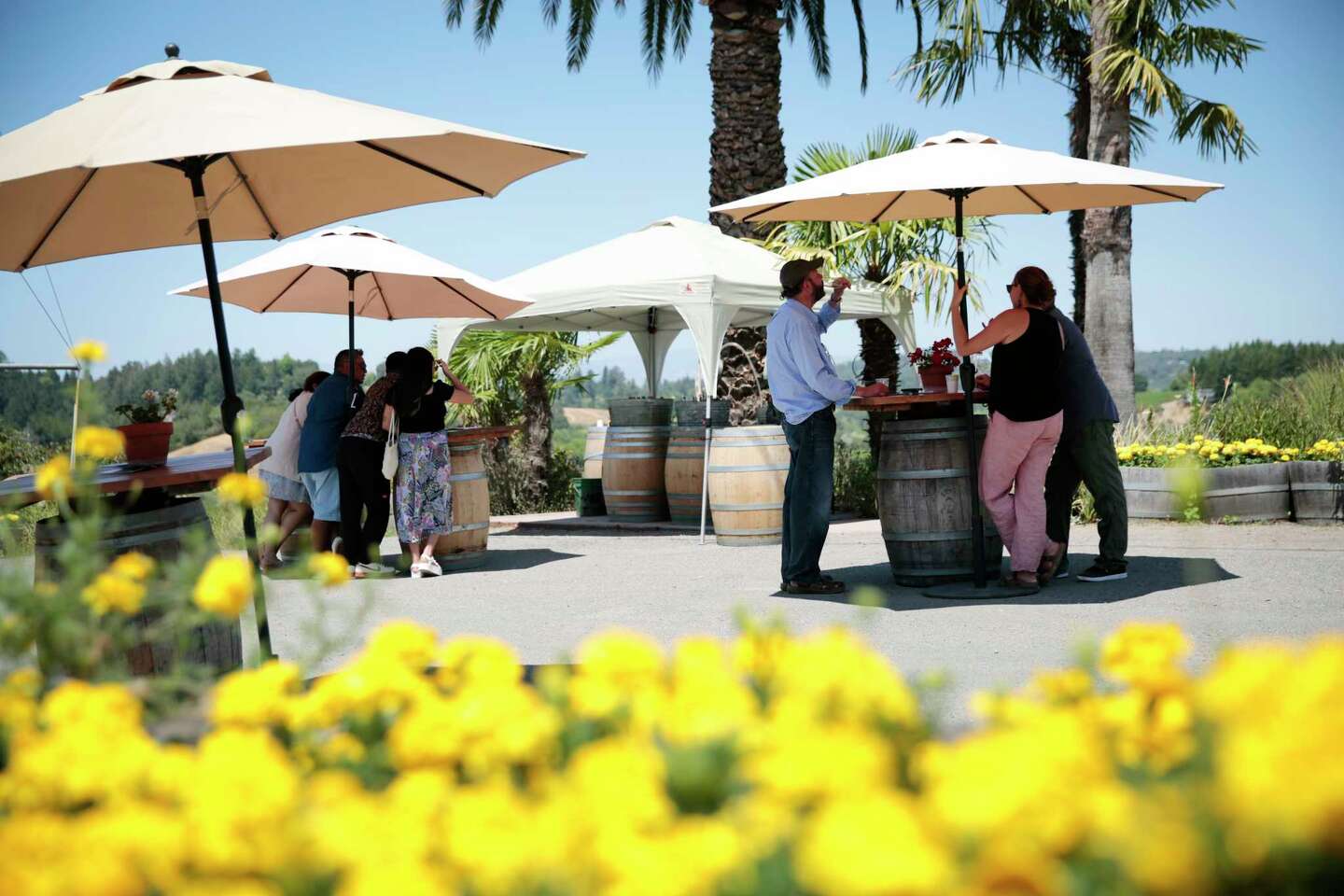 Best Napa and Sonoma wine tastings for $30 and under