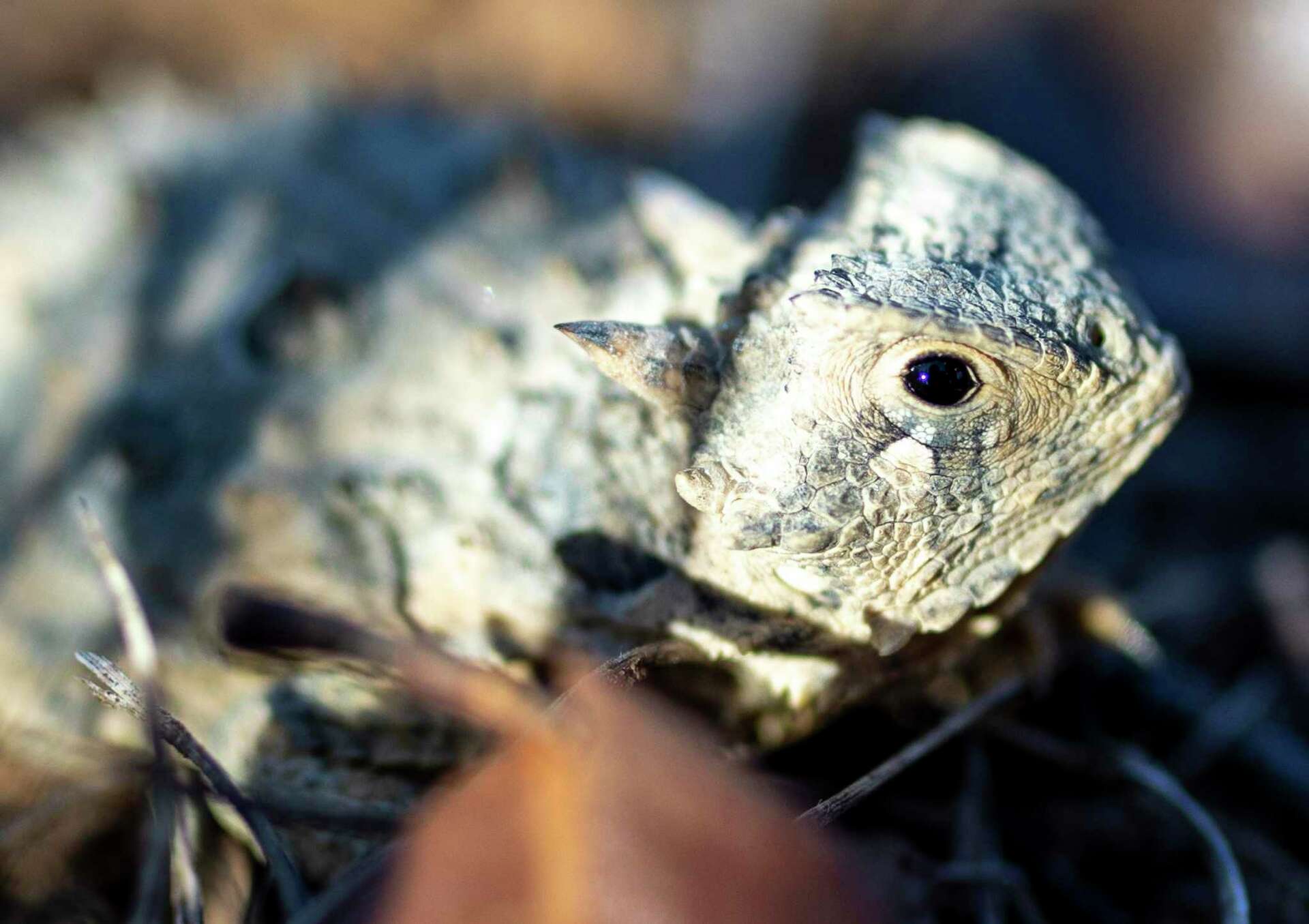 Scat and dogs: San Antonio Zoo releases horny toads into nature