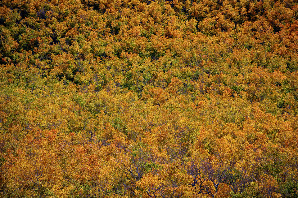 15 of the best places to see fall leaves near the Bay Area