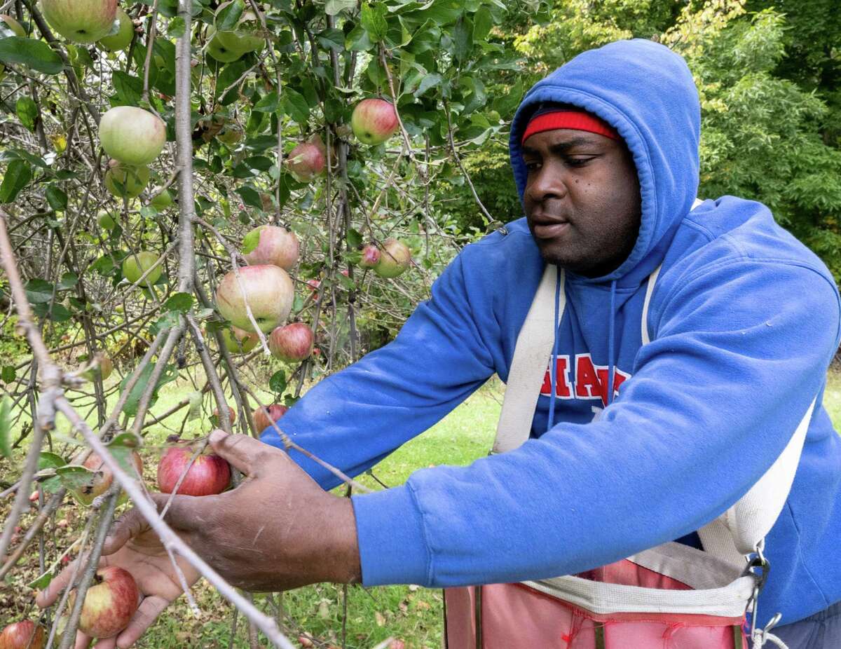 From Jamaica to Schoharie: H-2A workers help maintain local apple farms