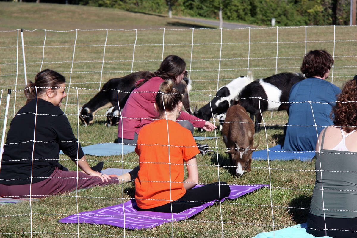 Couple from Alhambra provides goats to enhance outdoor yoga classes at ...