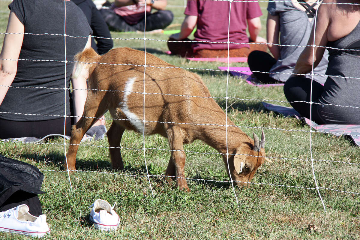 Couple from Alhambra provides goats to enhance outdoor yoga classes at ...