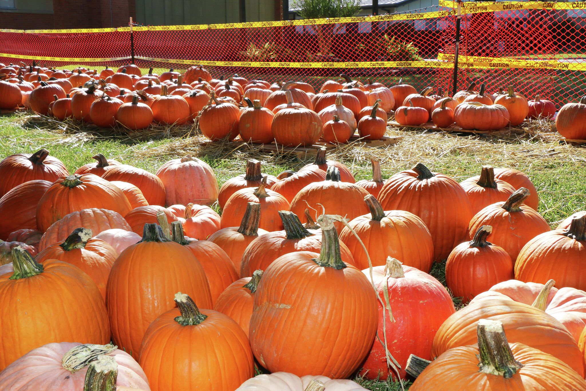 Houston is not a place to grow pumpkins, experts say, Here's why.