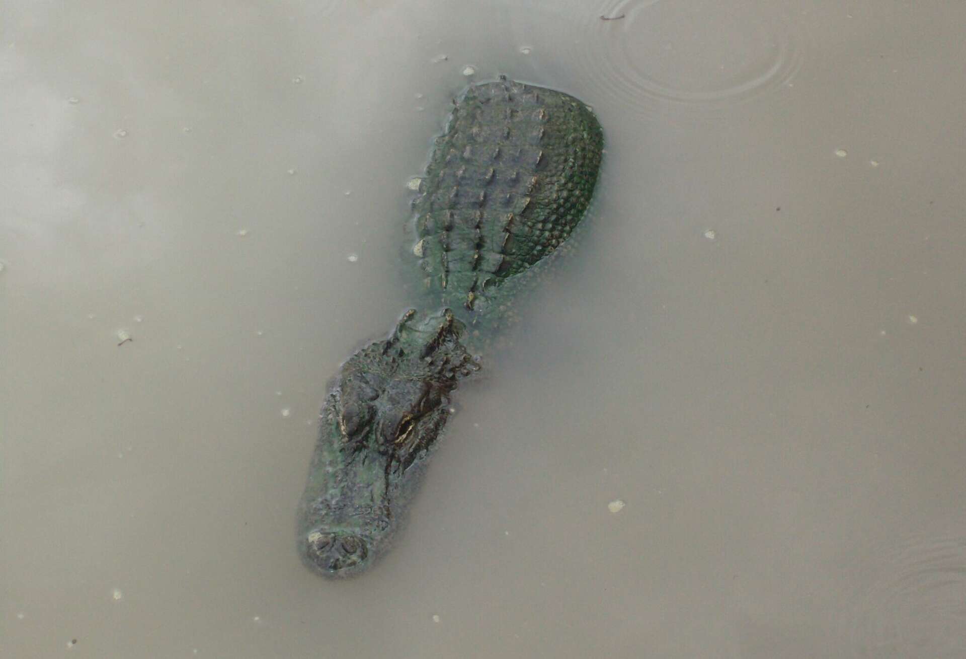 Lake Conroe is home to alligators, snakes and monster-sized fish