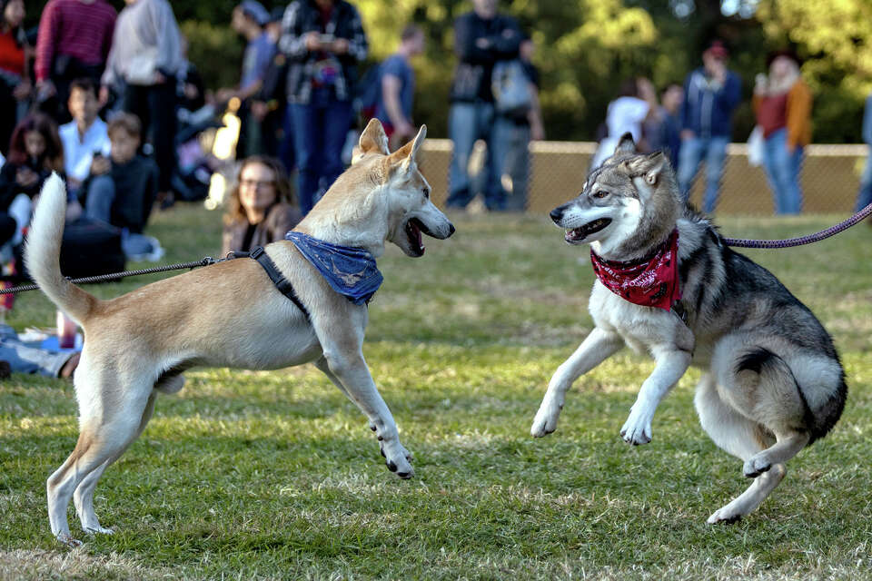 The party dogs of San Francisco's Hardly Strictly music fest