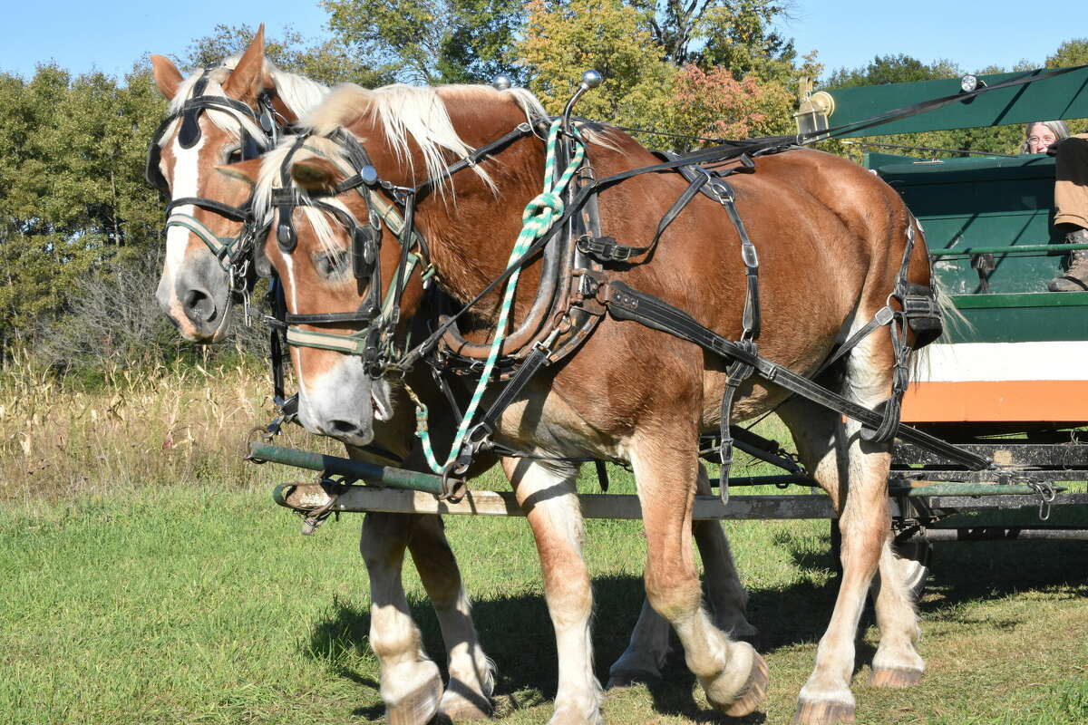 PHOTOS: An afternoon at Four Green Fields Farm in Big Rapids