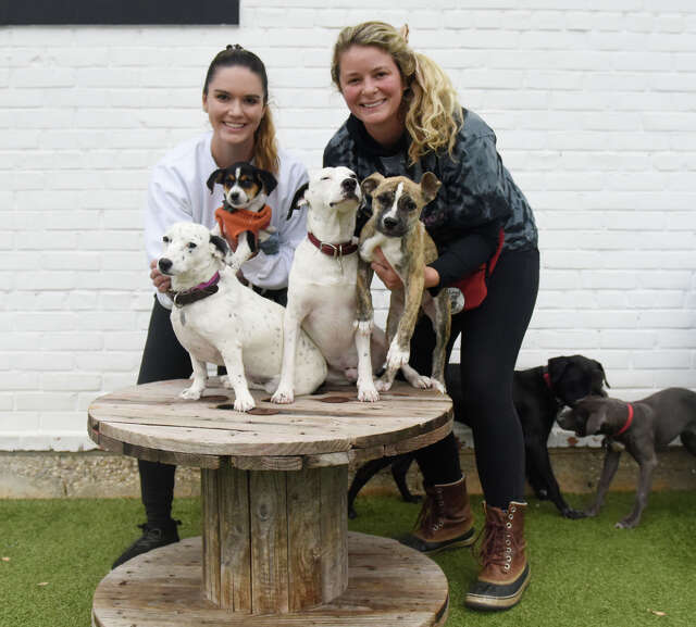 Lucky Dog in Stamford rescue offers 'safe haven' for dogs