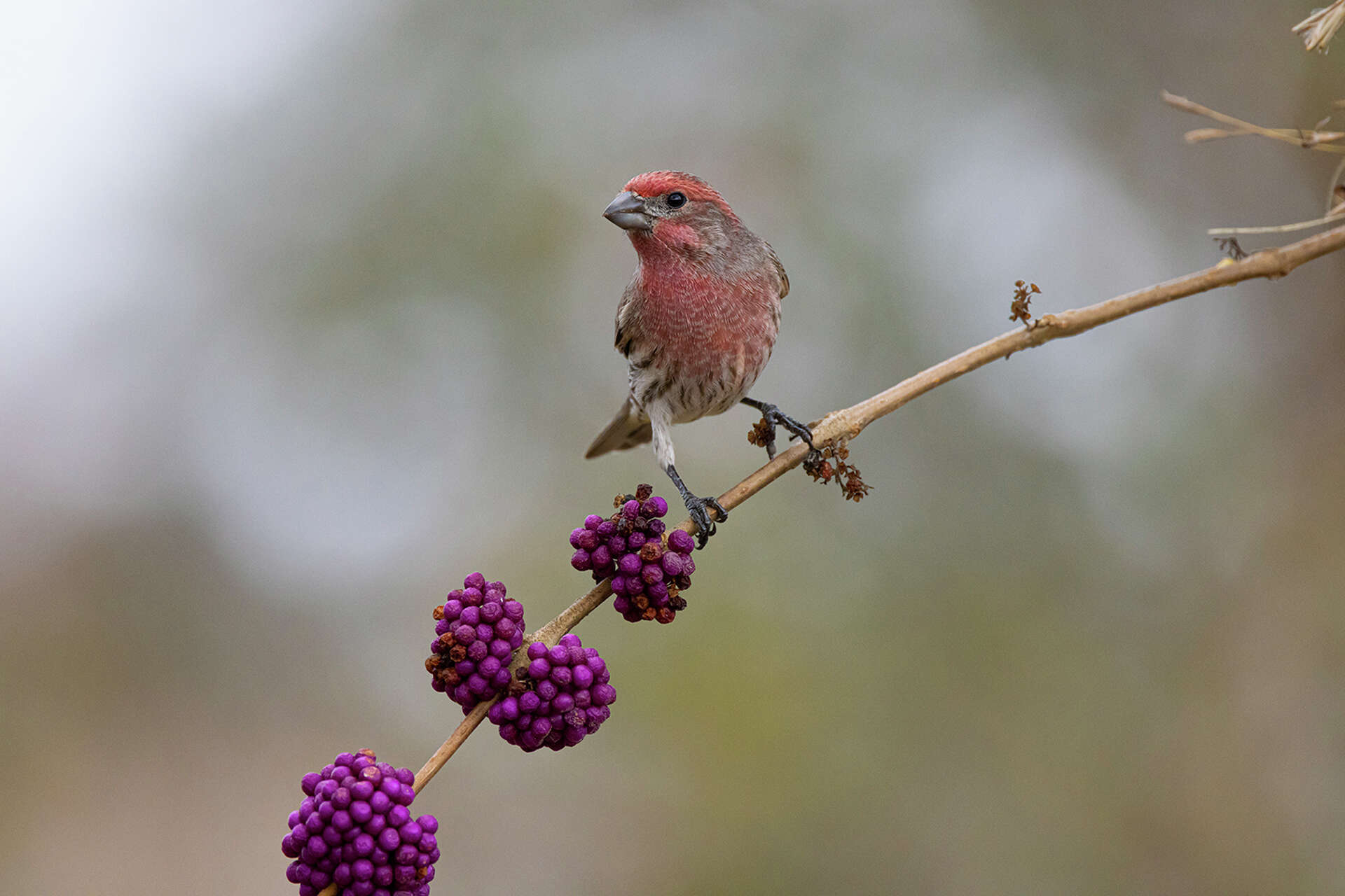House finches are dull brown — until they eat carotenoids.
