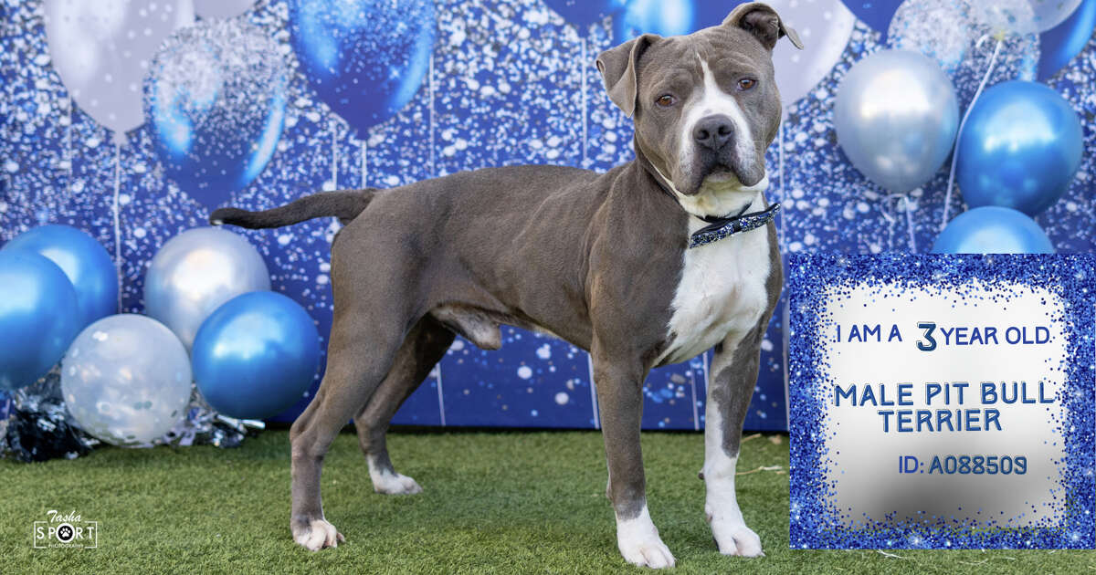 Want to adopt? Check out these adoptable animals at the Midland Animal ...