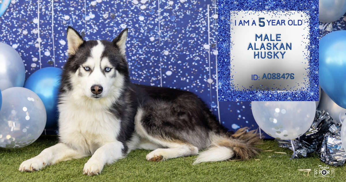 Want to adopt? Check out these adoptable animals at the Midland Animal ...