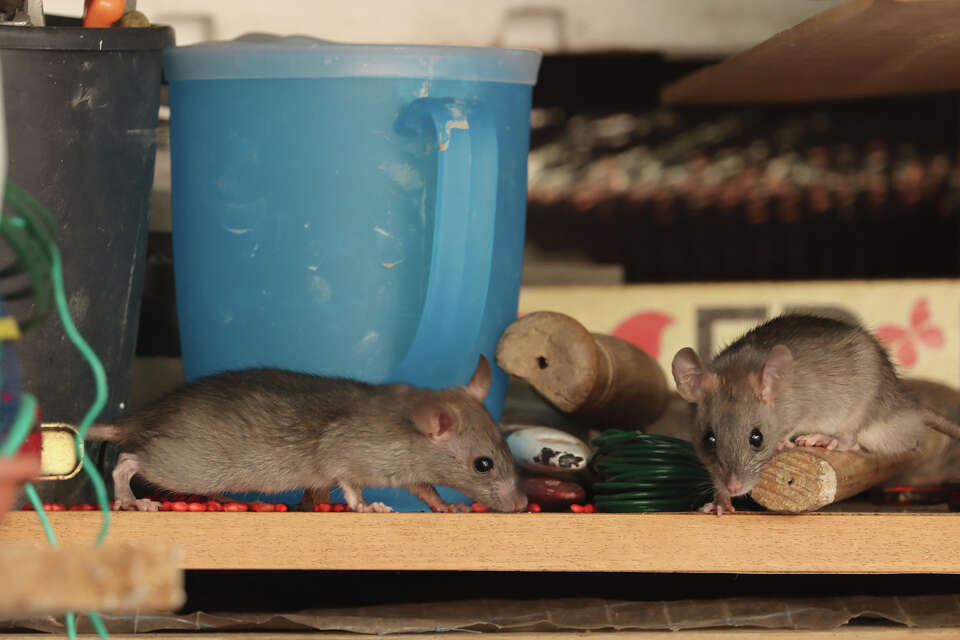 How to get rid of mice