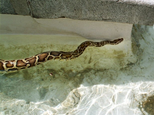 Alleged python smuggler arraigned