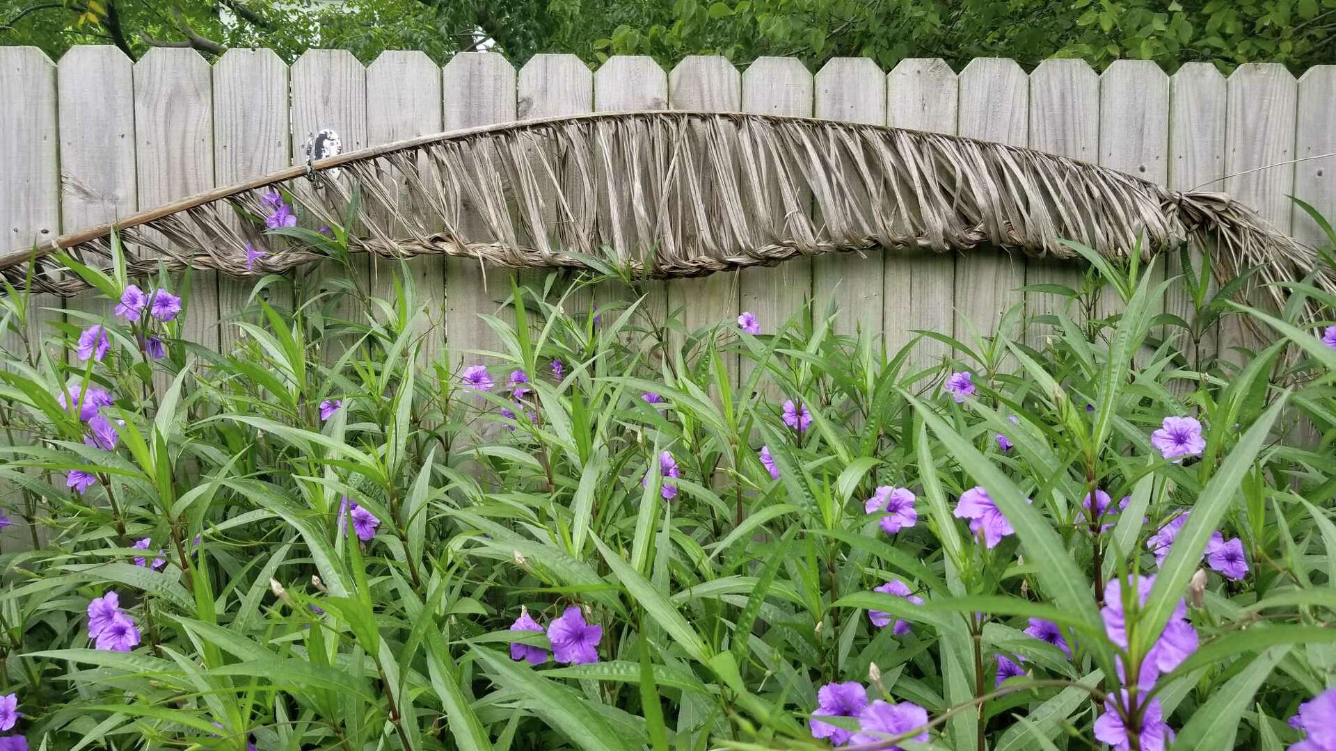 How to bring a beach vibe to your Texas Gulf Coast garden