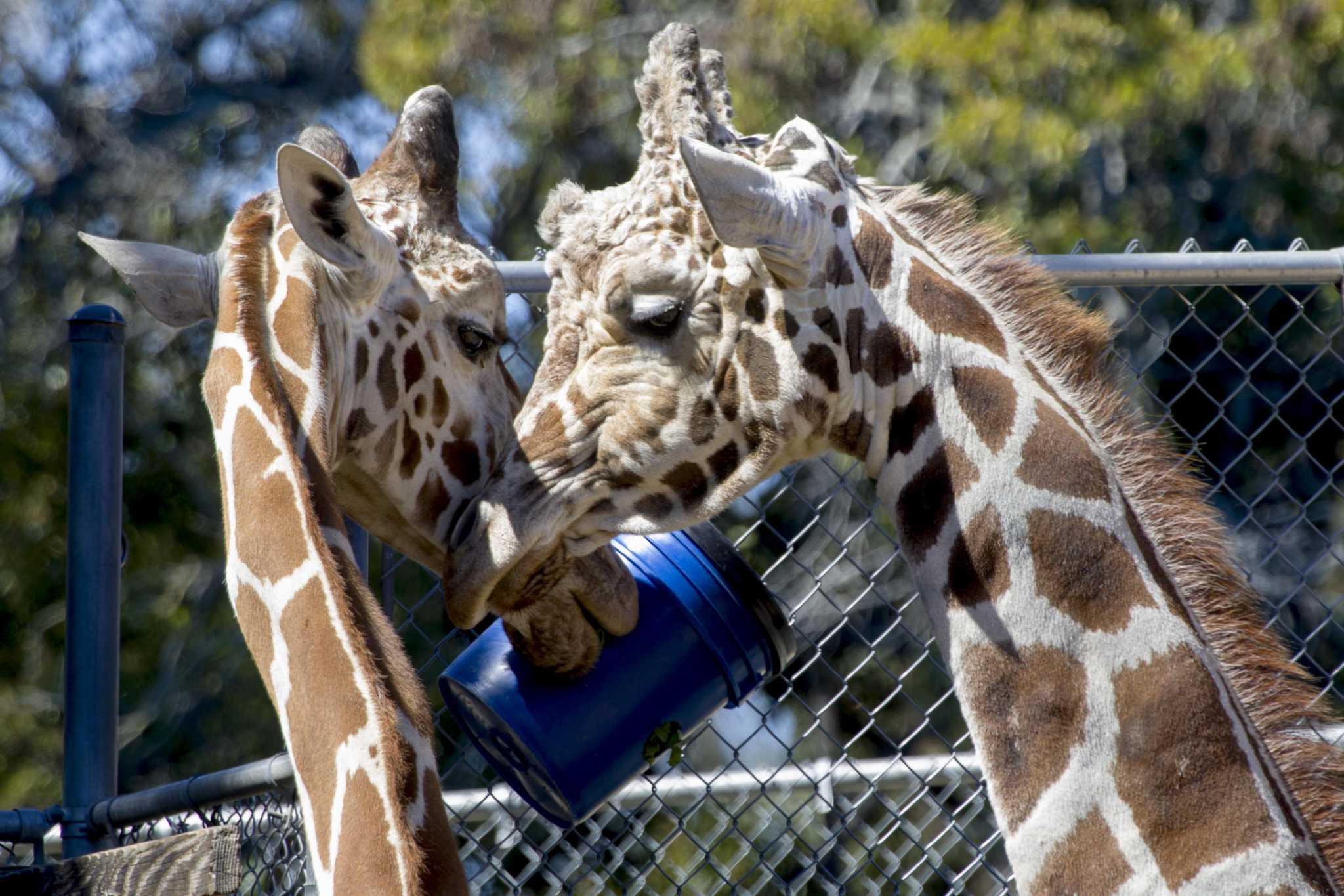 Fight over giraffe sale involving Helotes and Boerne companies headed ...