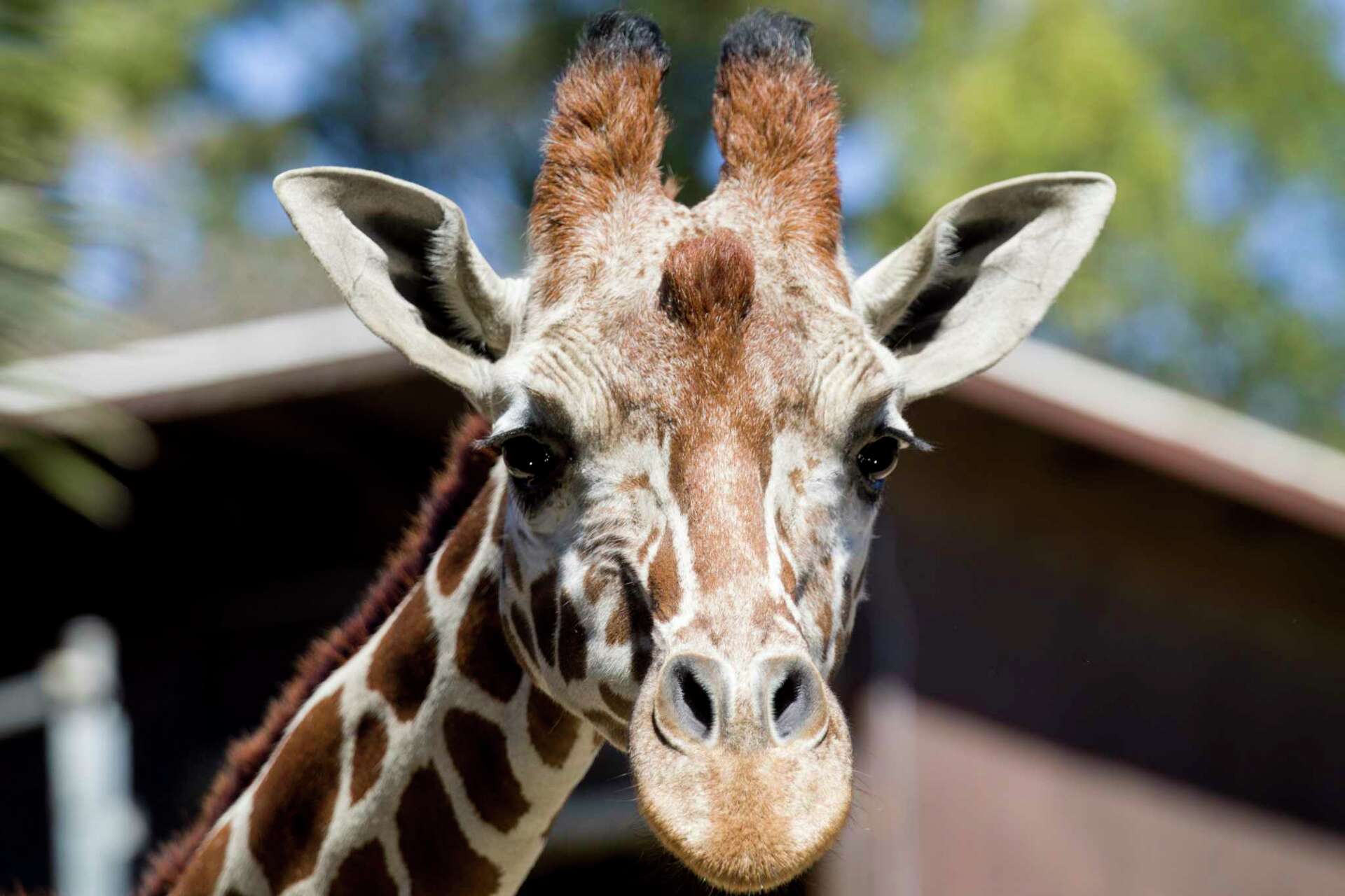 Texas zoo mourns giraffe's death after severe mating injury