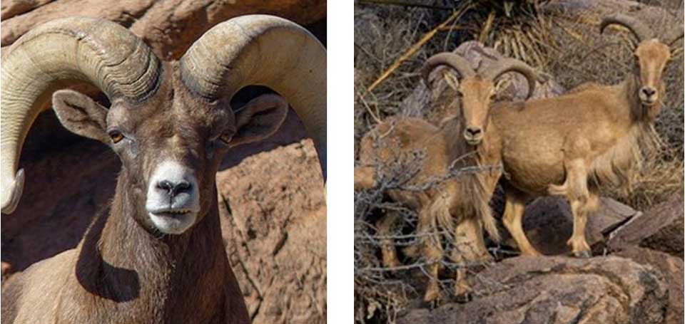 National Park Service to conduct bighorn sheep survey at Big Bend