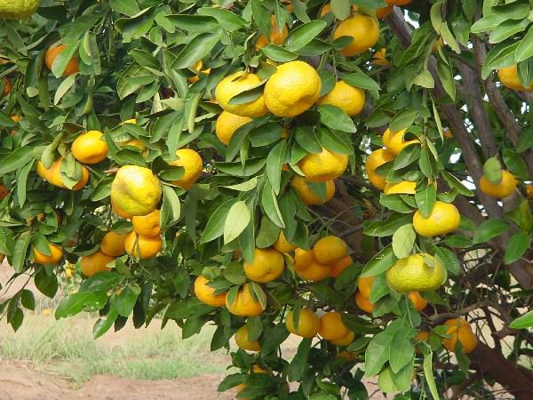 Michael Potter: The basics of growing citrus on your patio