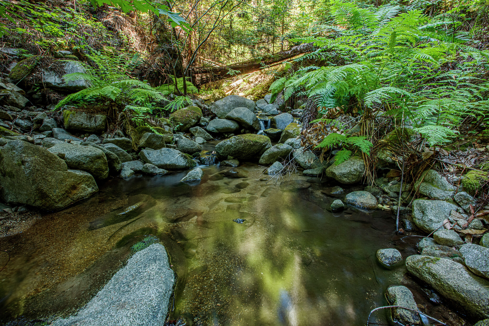 Endangered species appears in Calif. creek for first time