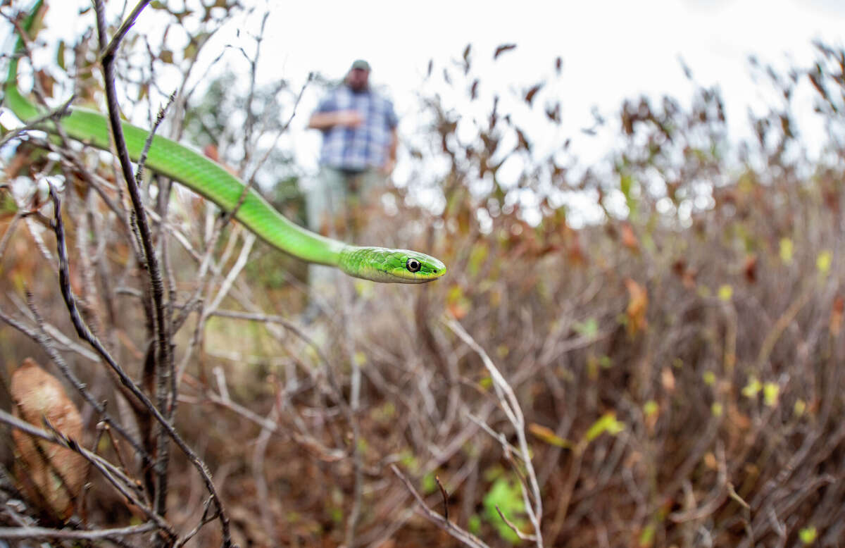 One man's mission to find Connecticut's rarest snake