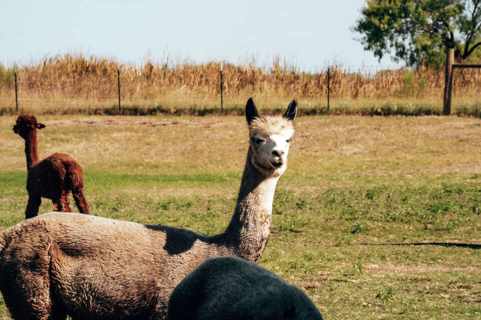 Take adorable fall pictures at a San Antonio-area alpaca barn