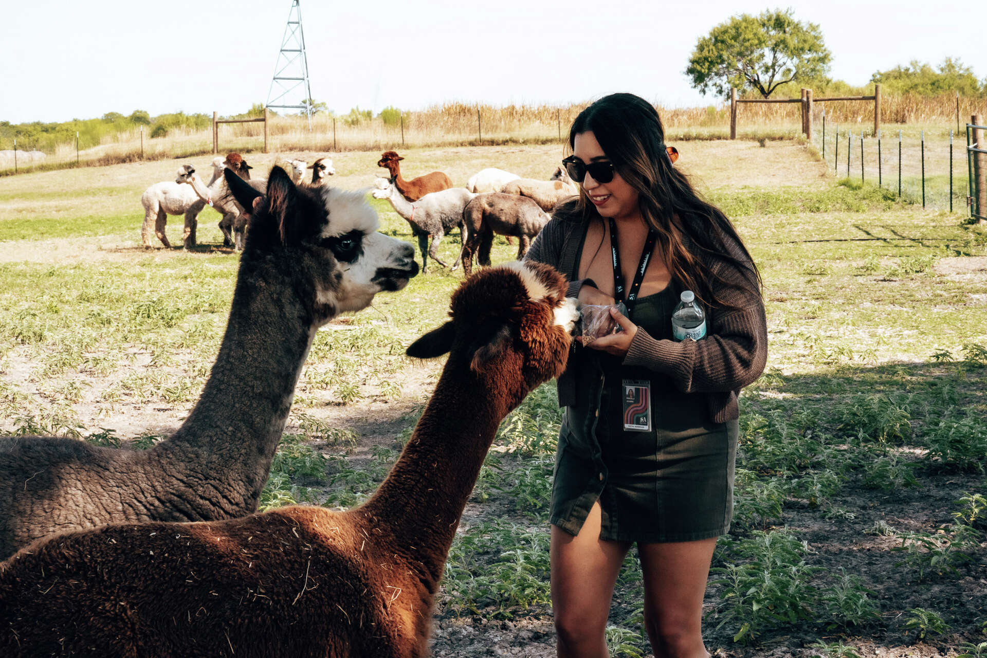 Take adorable fall pictures at a San Antonio-area alpaca barn