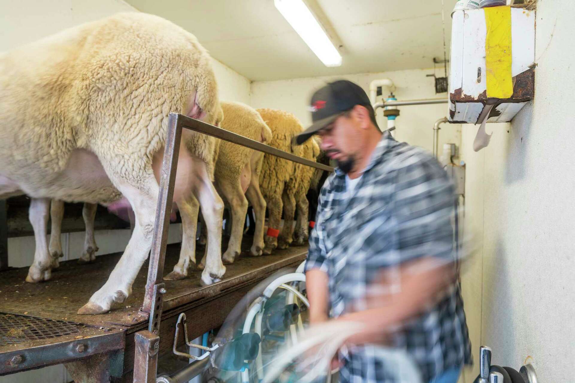Sheep milk cheese is at its richest and creamiest in the Bay Area this ...