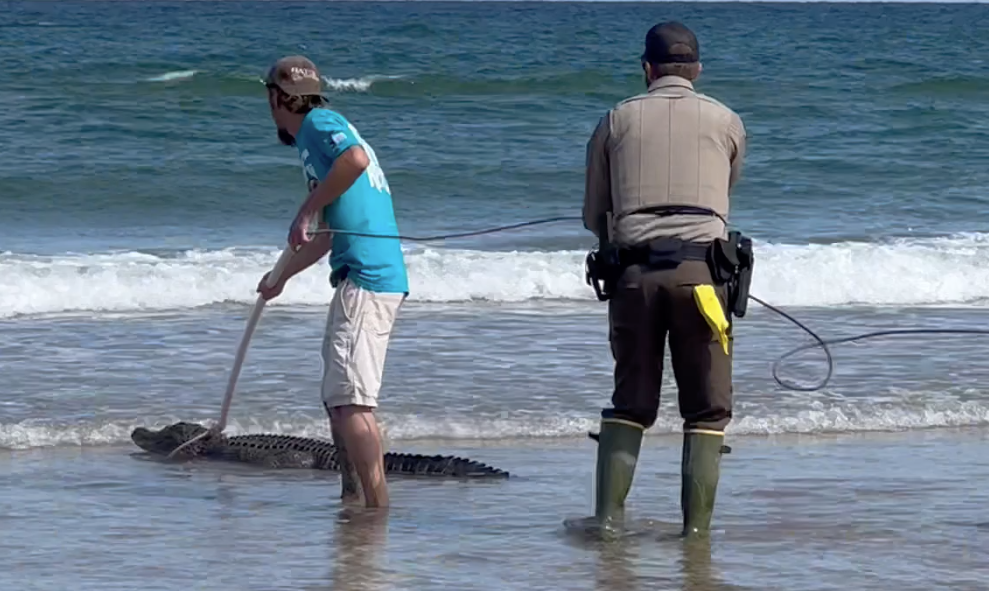 Alligator rescued after Texas beachgoers report rare struggle in surf