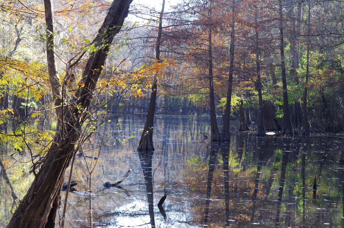 7 Questions with ... Big Thicket's Whitny Howeth