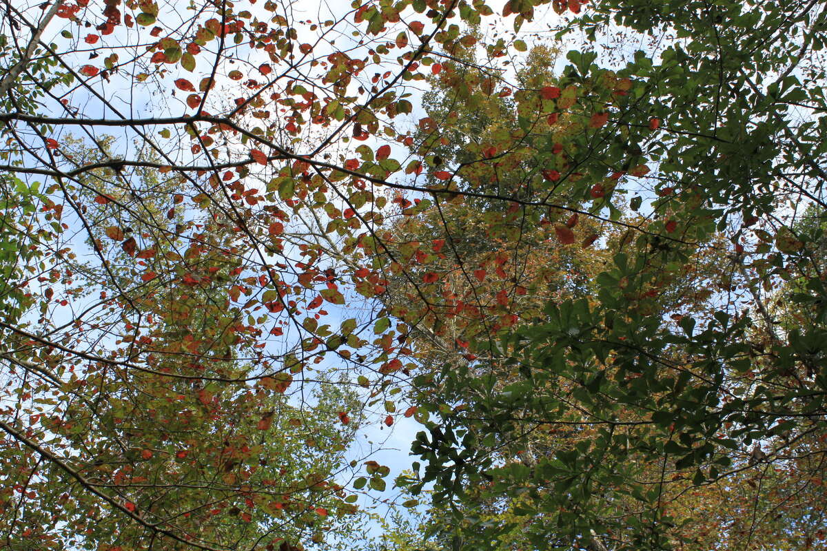 7 Questions with ... Big Thicket's Whitny Howeth