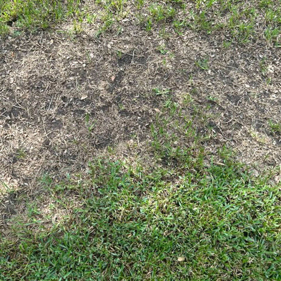 King Ranch bluestem roots go deep in Texas