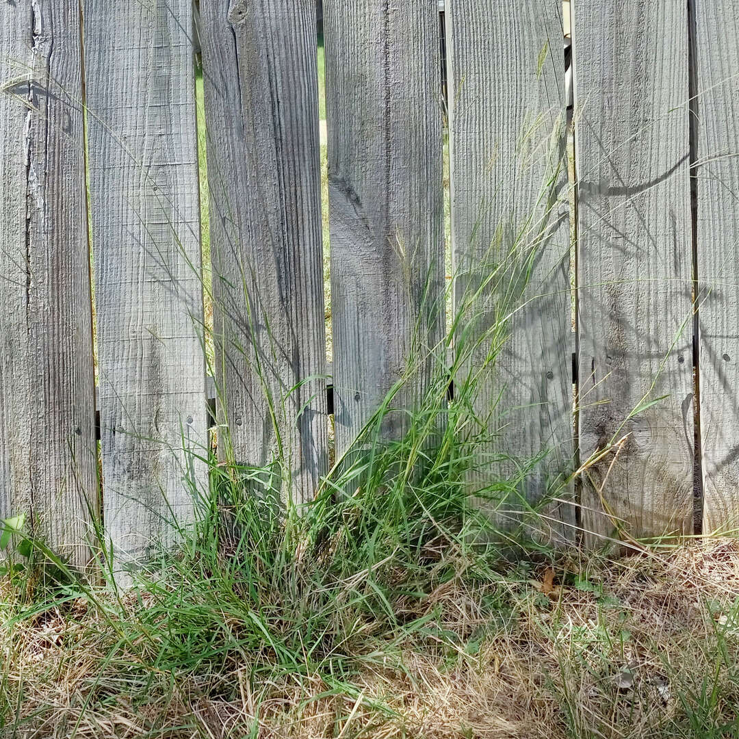 King Ranch bluestem roots go deep in Texas