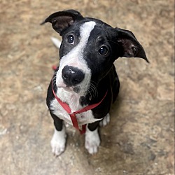 Middlebury rescue closing, scrambles to find homes for dogs