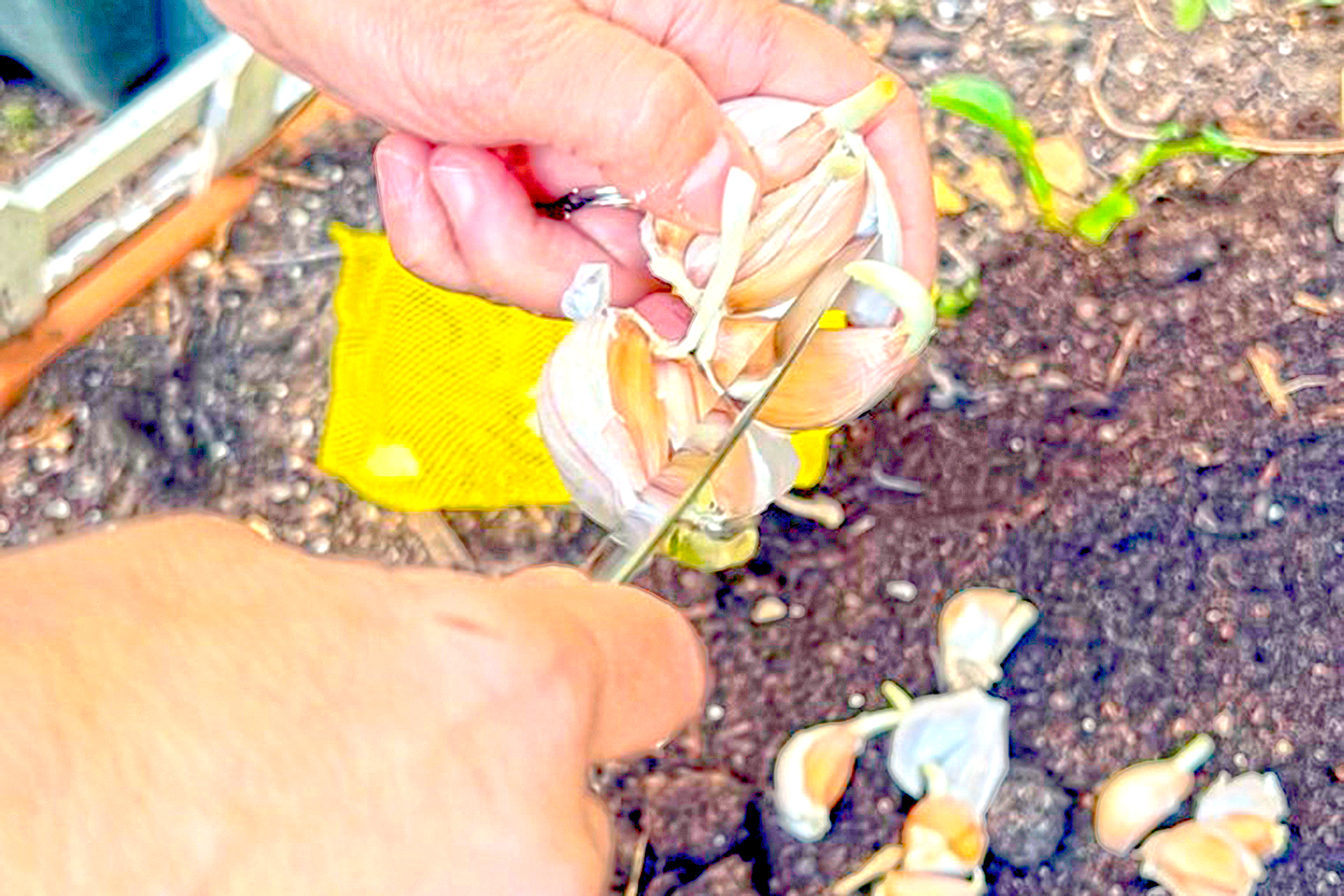 By popular demand, here's how to grow garlic | Journal-Courier